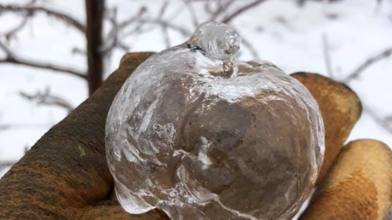 Ghost apples: Freezing rain creates beautiful, spooky phenomenon in ...