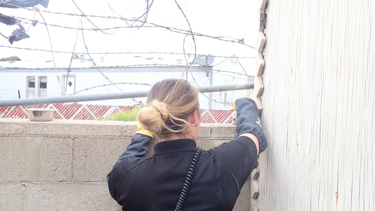 Cat stuck in barbed wire rescued by firefighters, Animal Protection ...