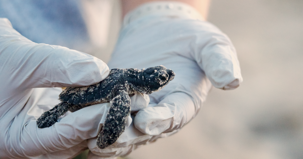Padre Island National Seashore holds last Kemp ridley sea turtle launch
