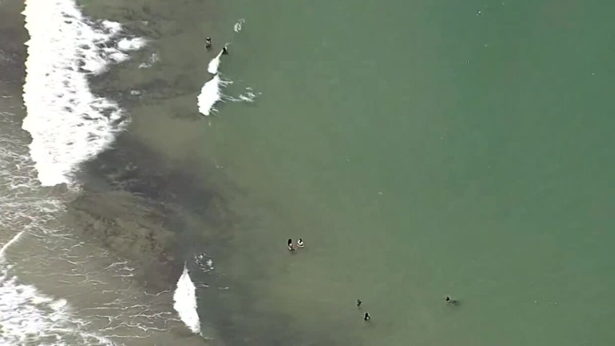 barracuda attack puerto rico