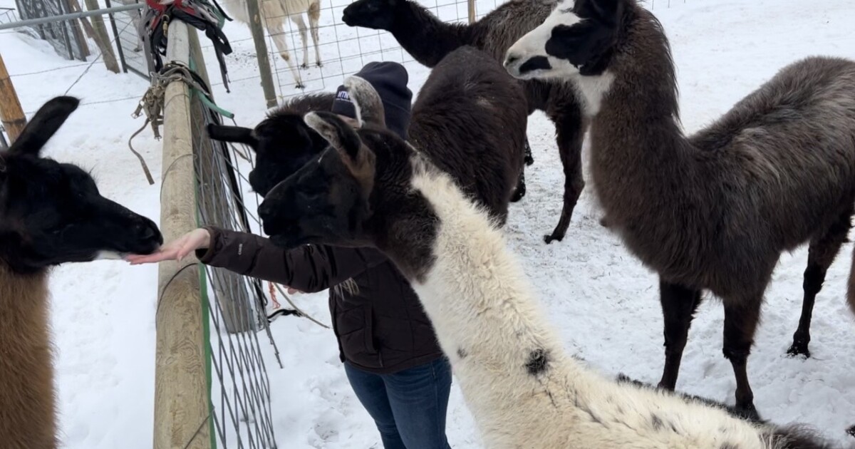Montana Llama Guides brings backcountry exploration