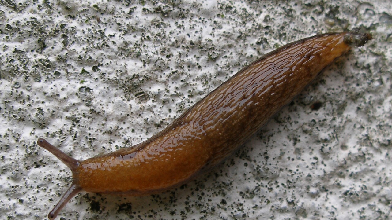 Small slug throws Japan's high-speed rail into chaos
