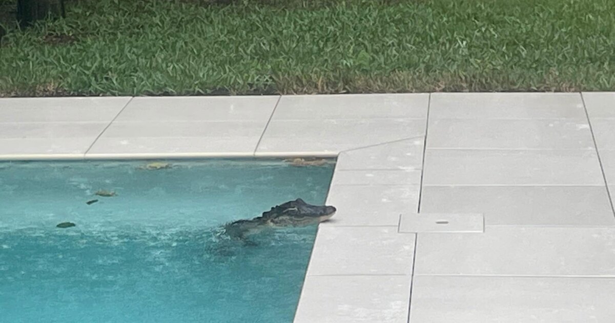 UNWELCOMED GUEST: Man shocked to see gator in pool of Stuart home after ...