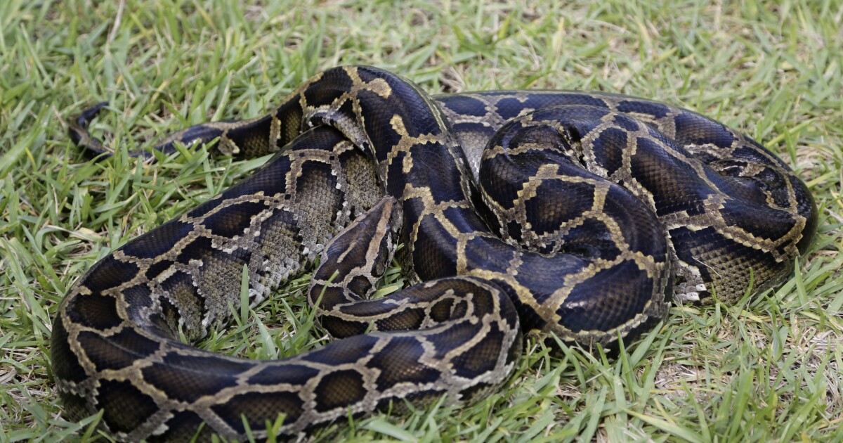 Grandmother swallowed whole by 22-foot-long python, report says
