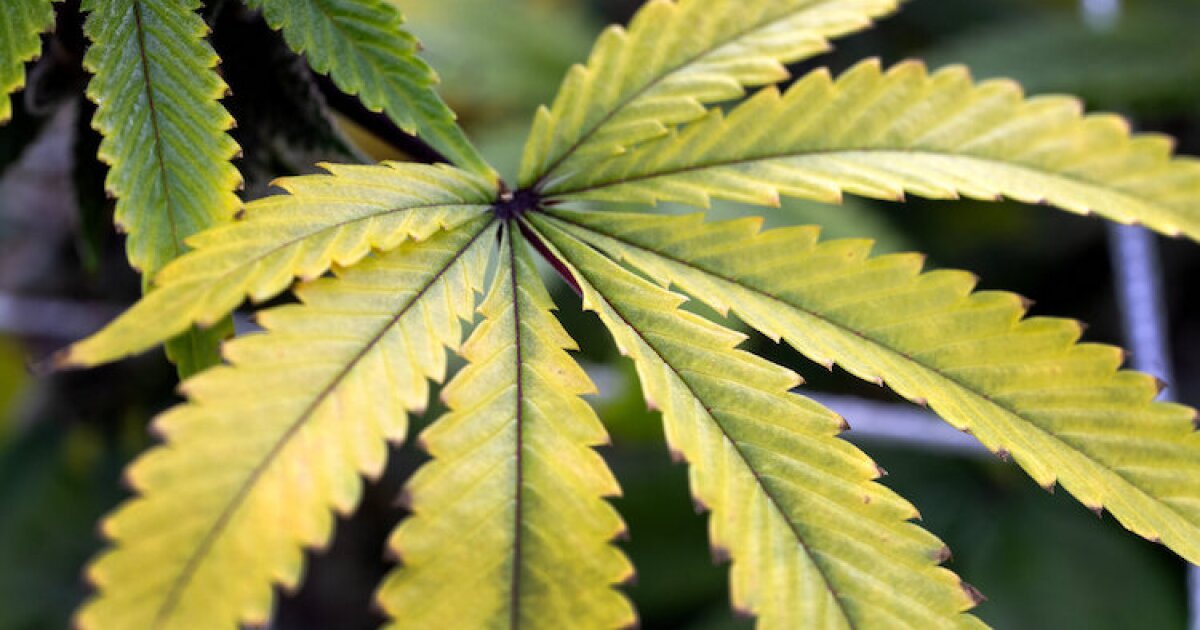 Researchers say cannabis compounds might prevent COVID-19 infection
