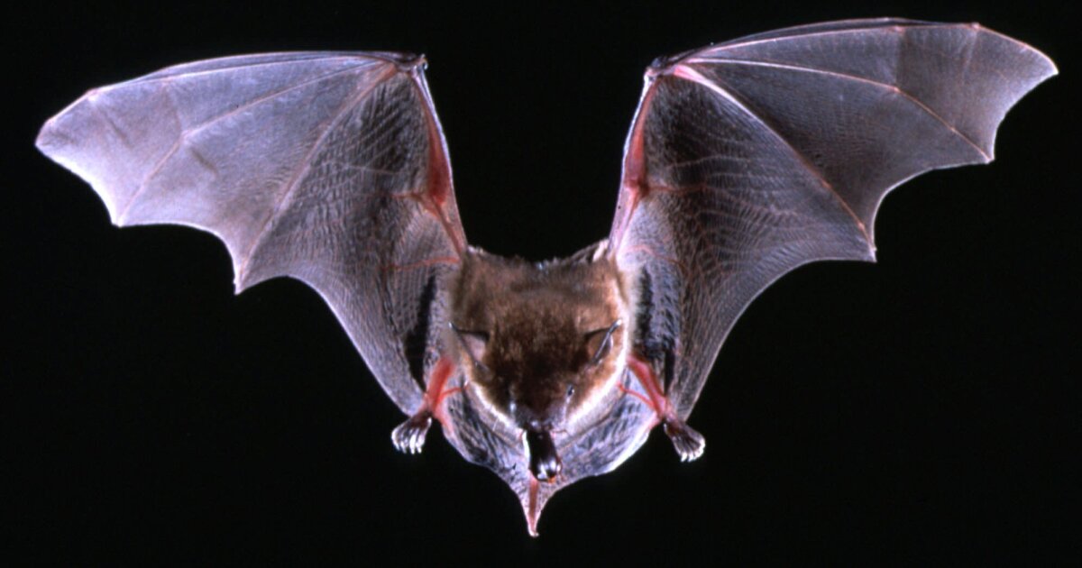 Bat tests positive for rabies in Weld County, first positive result for ...