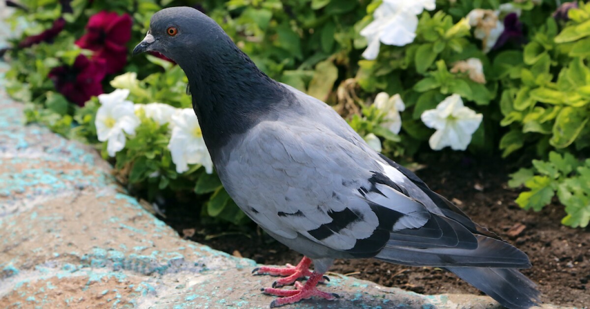 Homing pigeon from England found in Alabama