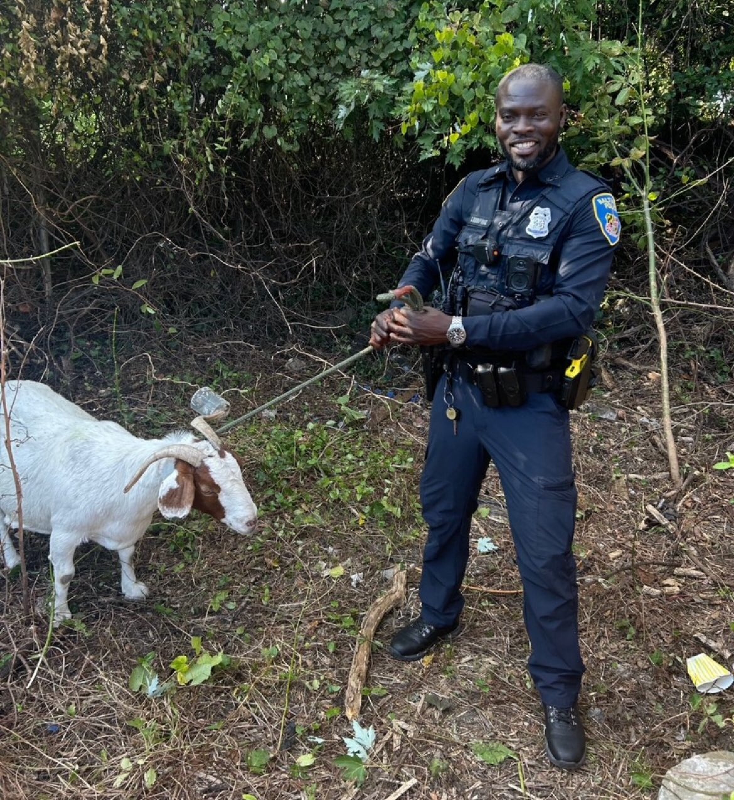 Goats on the loose: Baltimore Police wrangle four-legged lawn crew