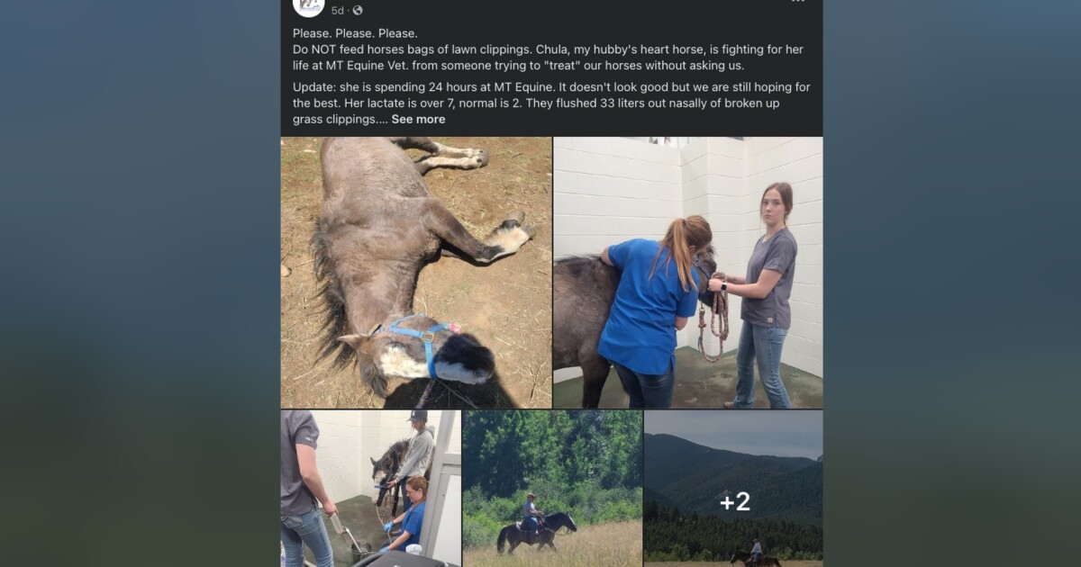 Horse dies after neighbor dumps grass clippings