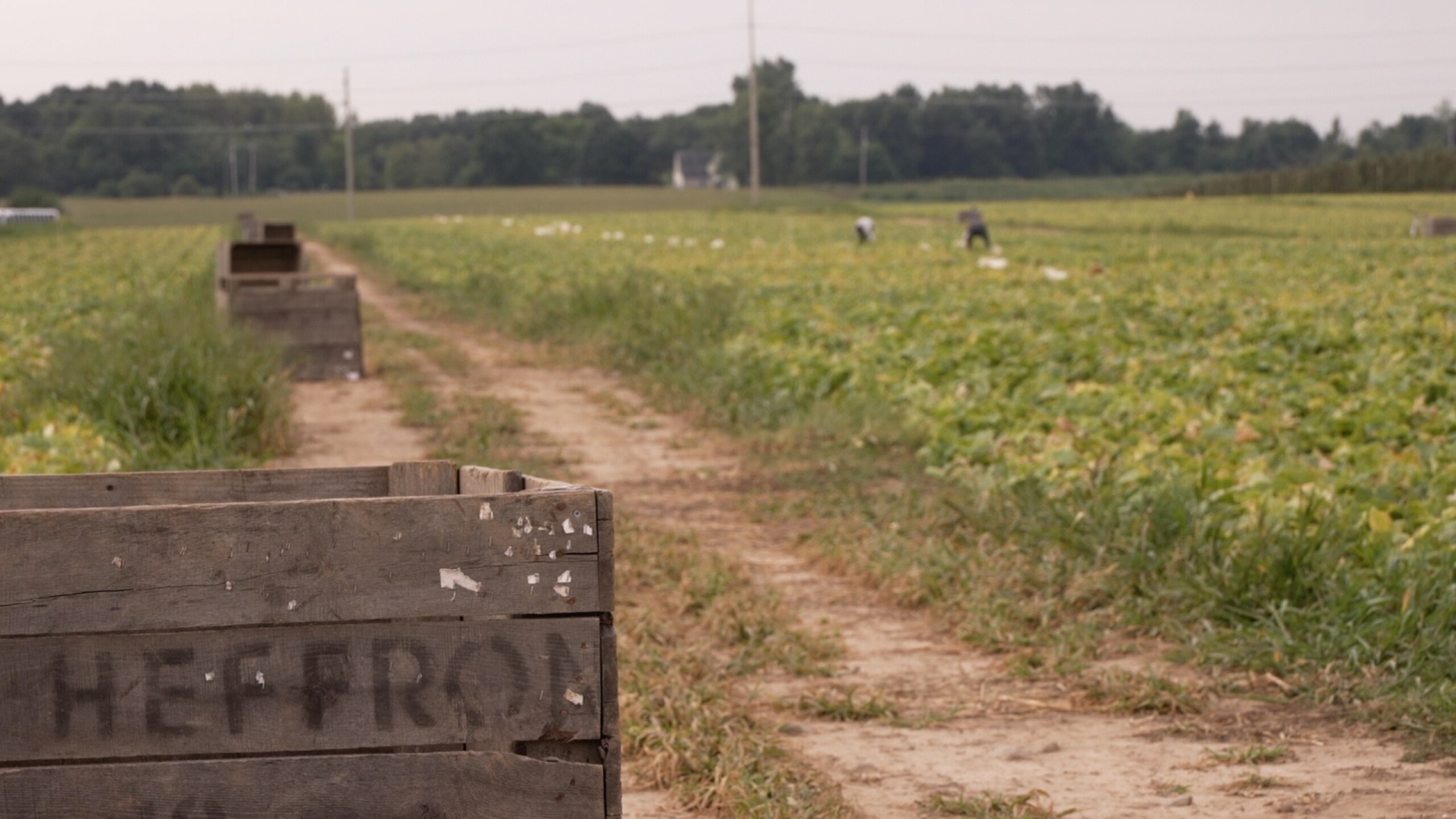 Pick a peck of pickles: Heffron Farms offering free U-pick, canning class
