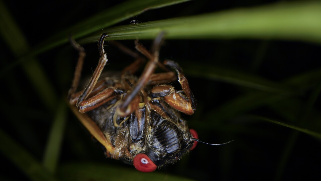 2 Broods Of Screaming Cicadas Will Emerge This Year For First Time In 221 Years