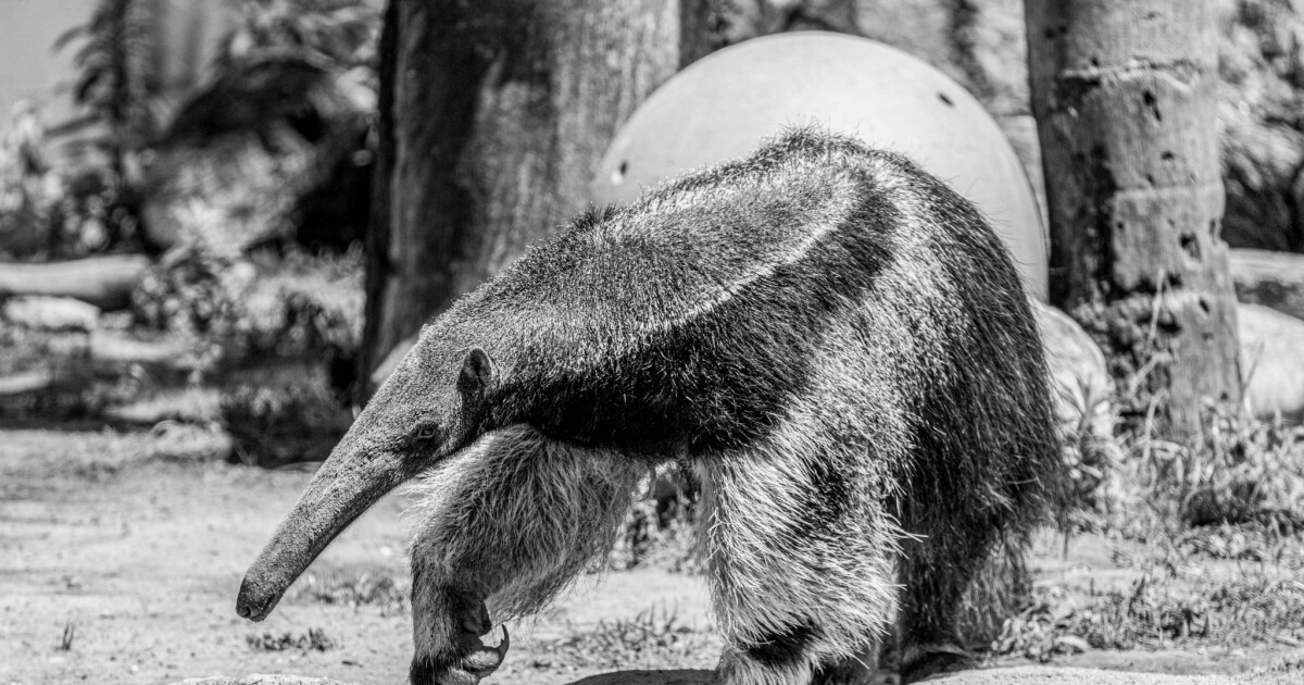 Santa Barbara Zoo says goodbye to giant anteater after 13 years