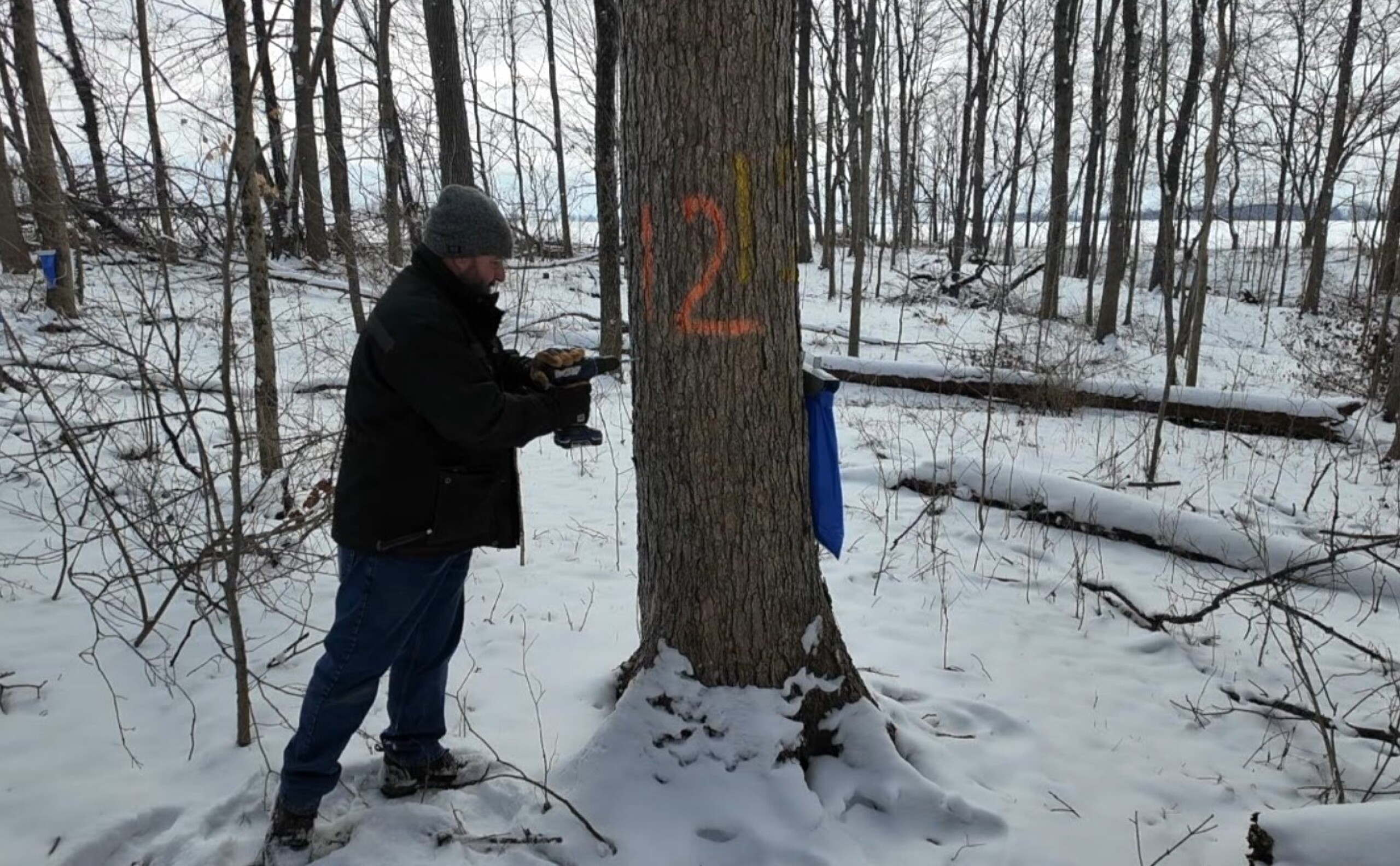 2025 is proving to be a sweet year for maple syrup sap collection in ...