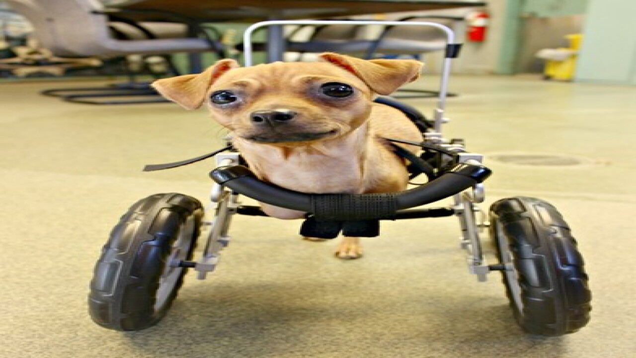 Dog born with no front legs gets wheelchair