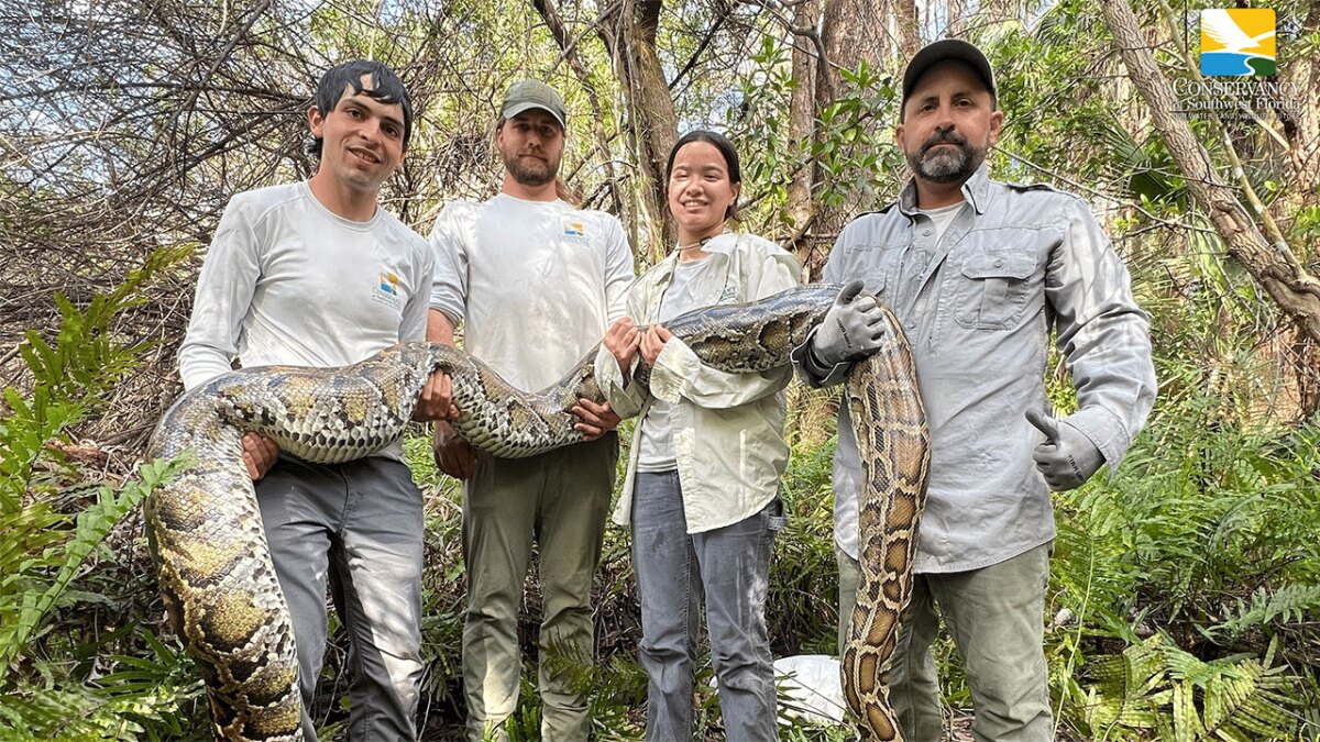burmese python world record
