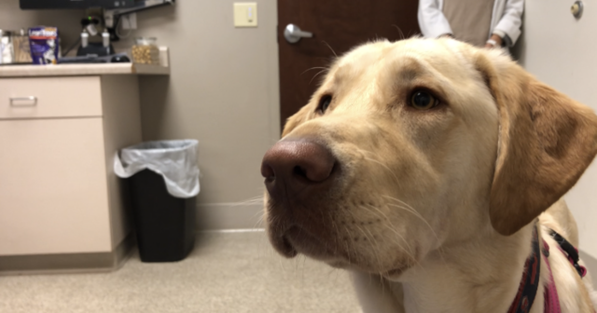 How to protect your furry friend from canine flu