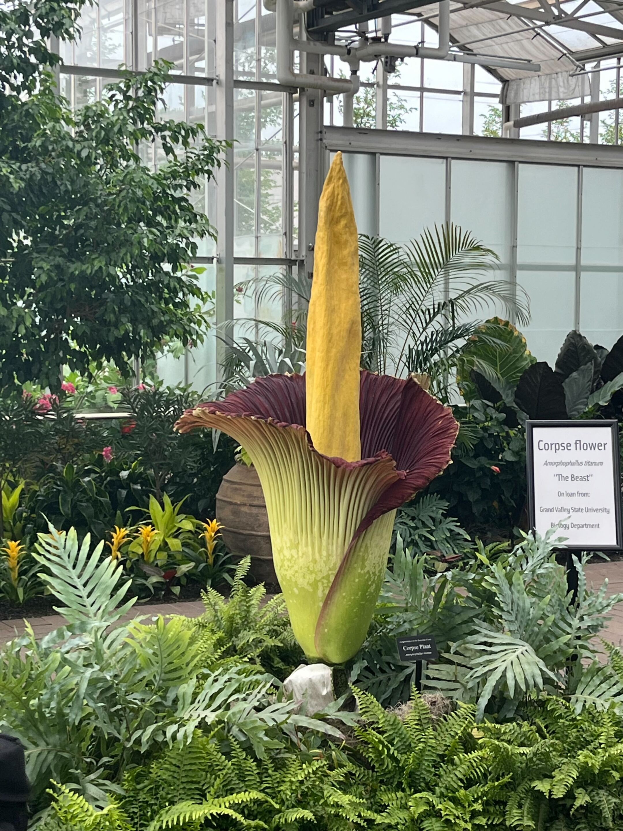 'It's awful': Corpse flower opens up with smelly welcome at Meijer Gardens
