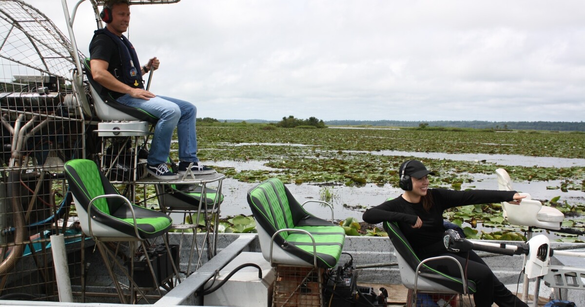 Applications for the Alligator Harvest Program start Friday
