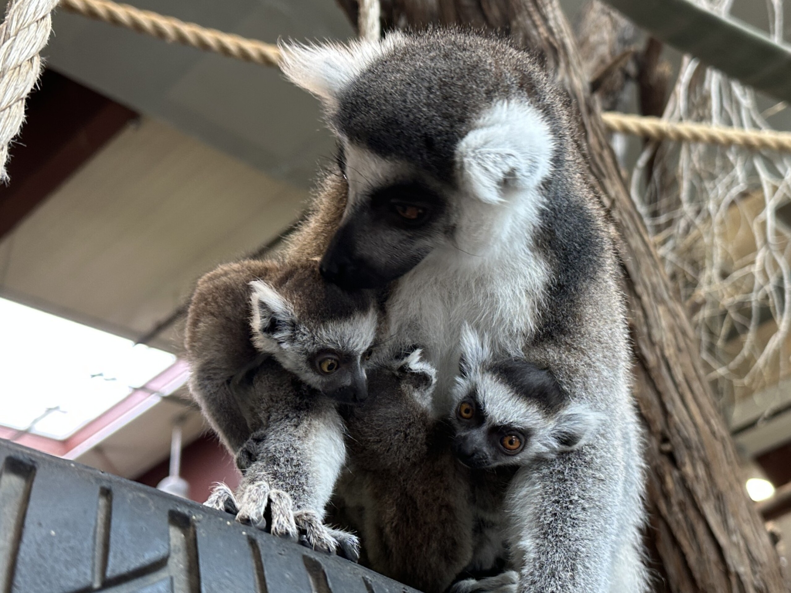 Cheyenne Mountain Zoo welcomes three adorable ring-tailed lemur pups