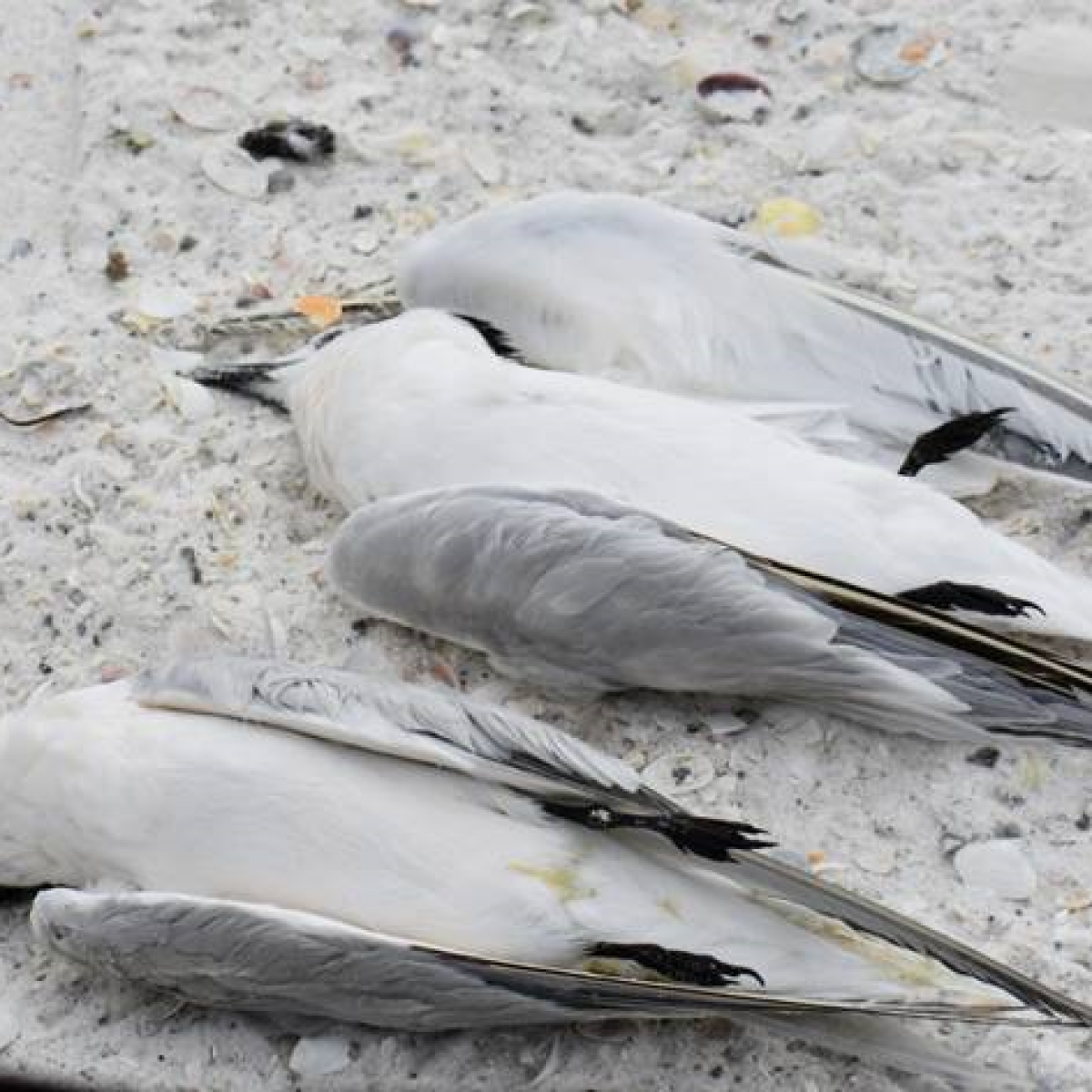 More dead birds found in Marco Island