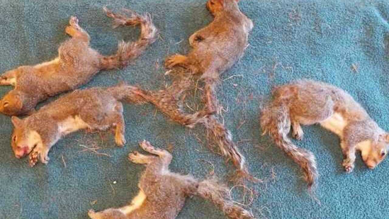 That's nuts! Five squirrels tied together by tails freed by Wisconsin ...