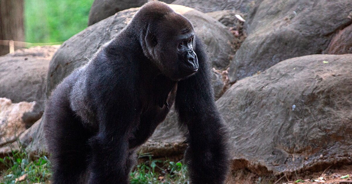 World's oldest male gorilla dies at Atlanta zoo