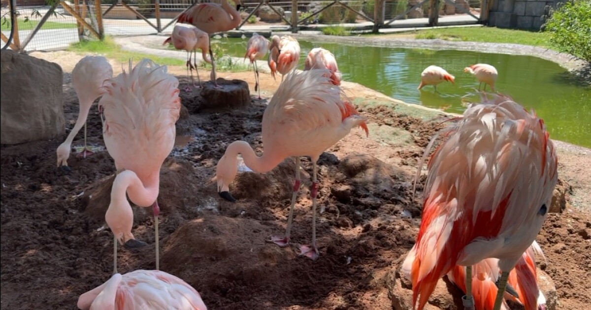 'Someone gave us a monkey:' The origin story of Reid Park Zoo