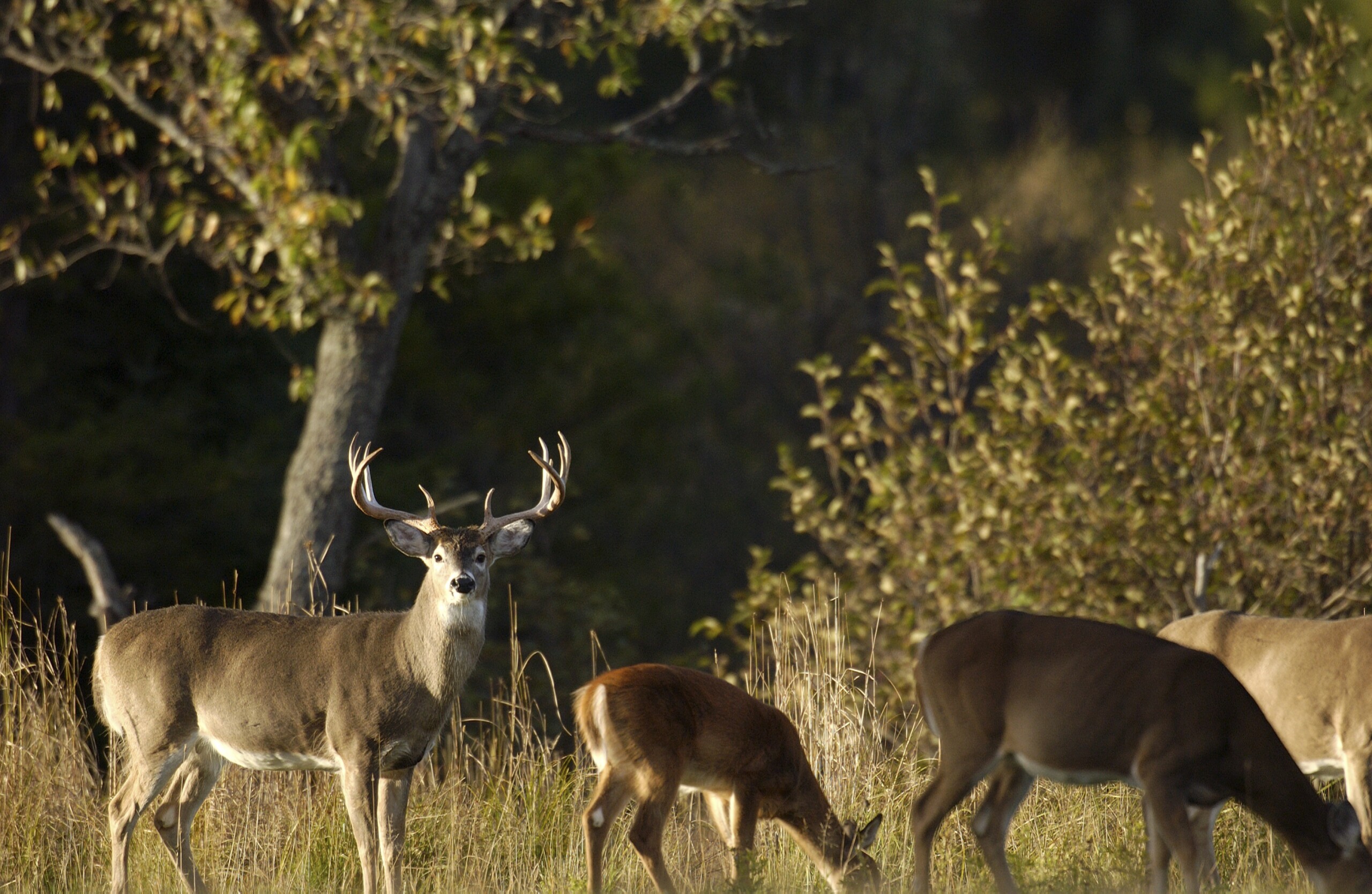 Deer harvest total drops in Michigan, DNR talks regulations with FOX 17