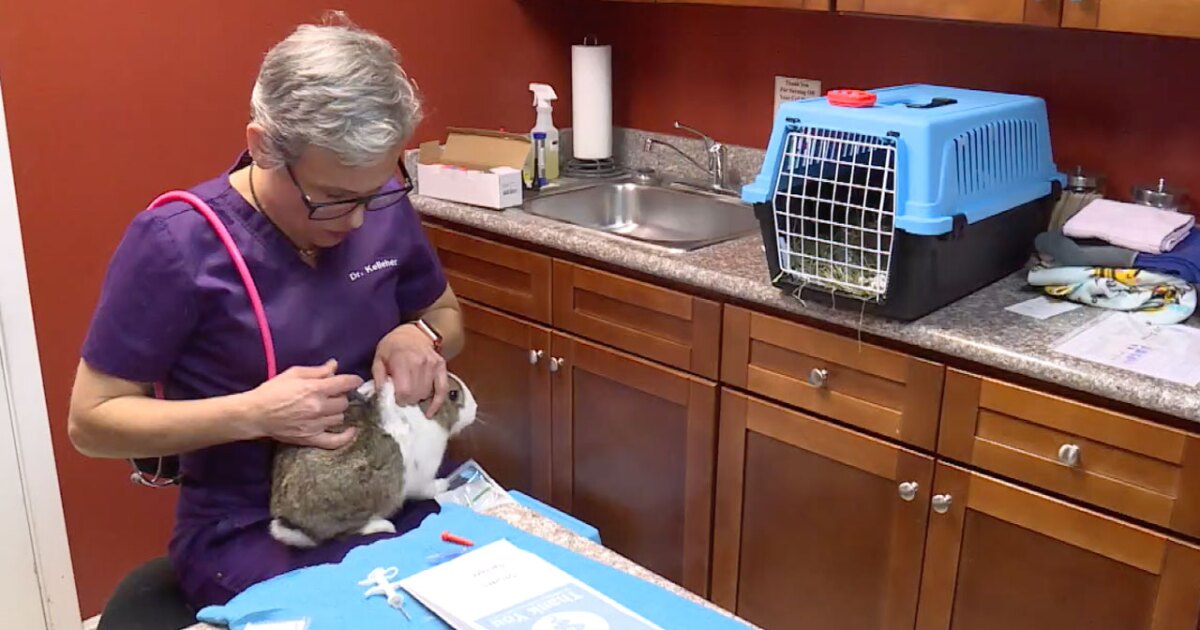 Rabbit hemorrhagic disease detected in multiple states