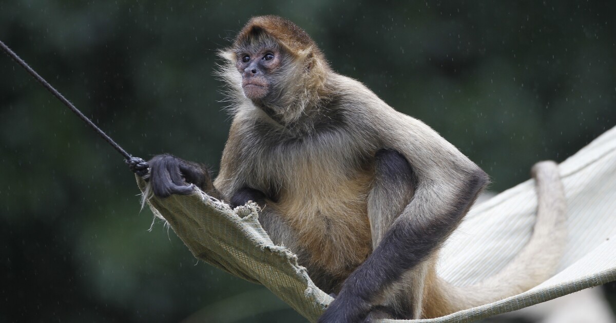 Colorado staycation idea: Rediscover the Denver Zoo