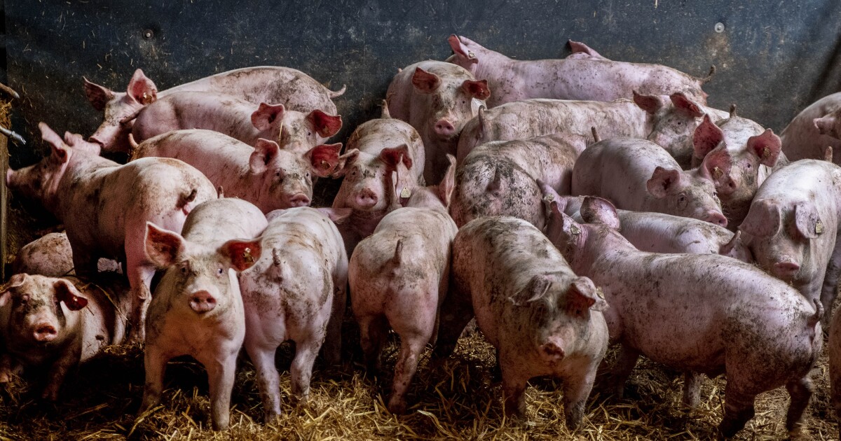 Research: Strain of flu found in pigs requires monitoring