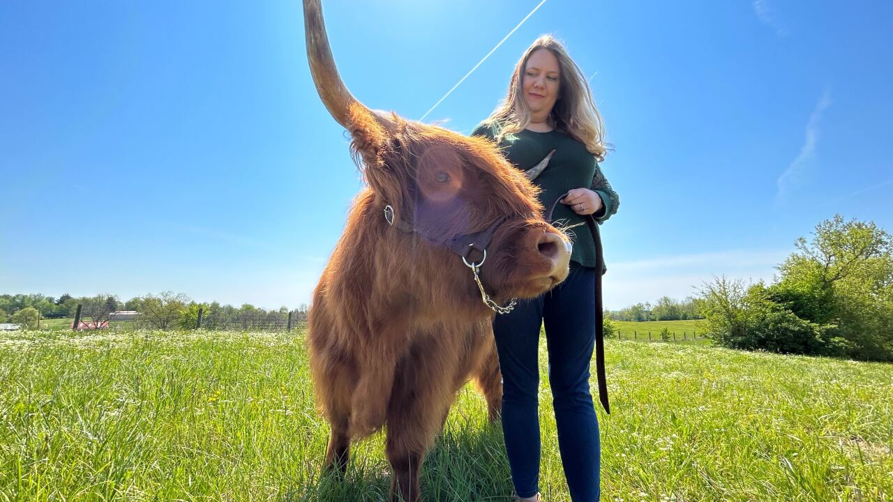 Roxie The Cow Sharing Smiles Spreading Awareness For Infertility