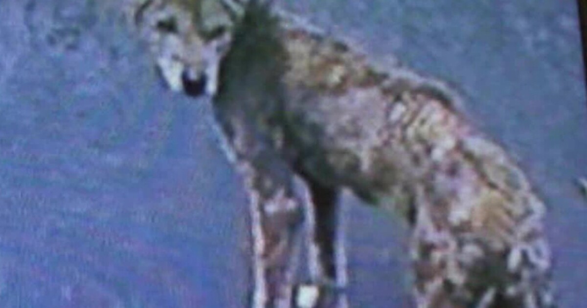 chupacabra sightings usa