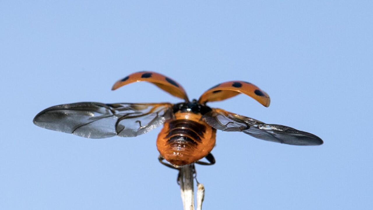 Swarm of ladybugs picked up on radar in Southern California, National ...