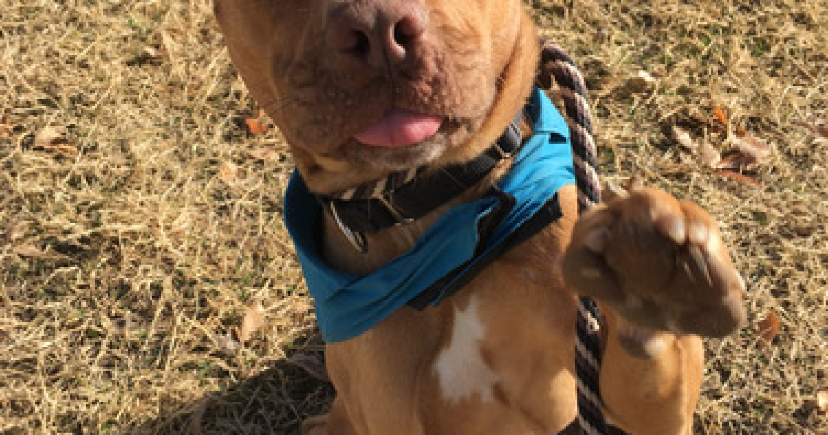 PACC holds adoption event, Dogs-N-Donuts