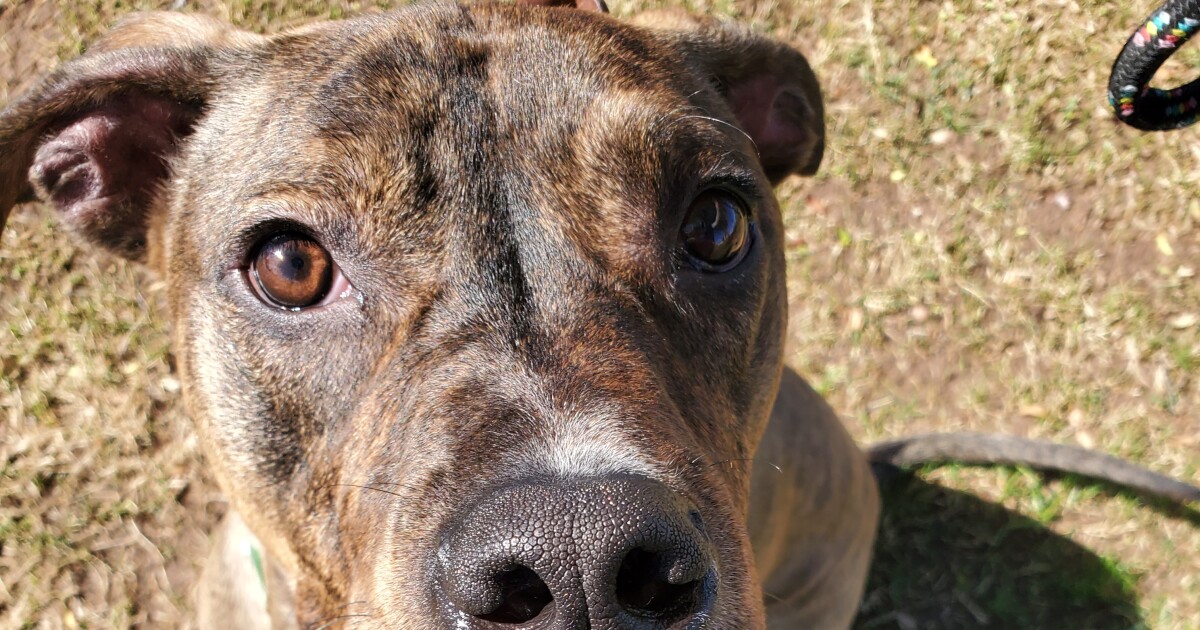 halo-waiving-adoptions-for-longtime-shelter-pets