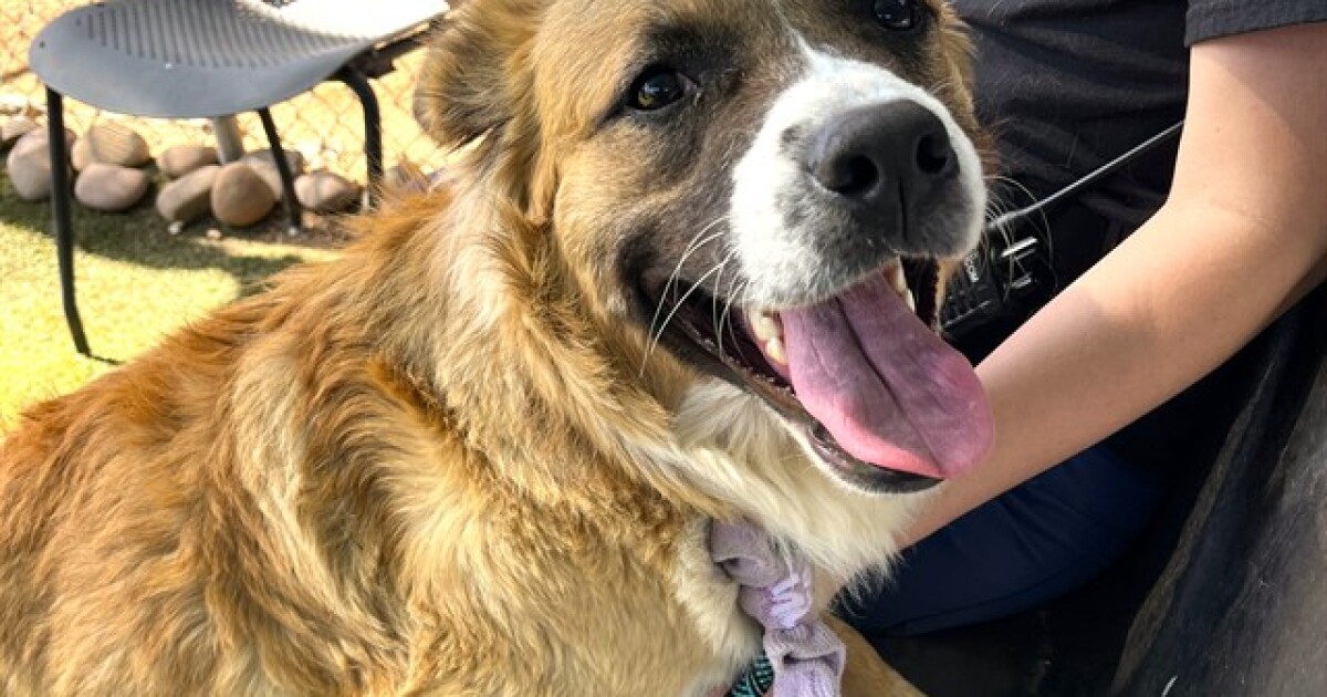 Adoptable pets from Arizona Humane, Maricopa County, HALO, AAWL and AZ ...