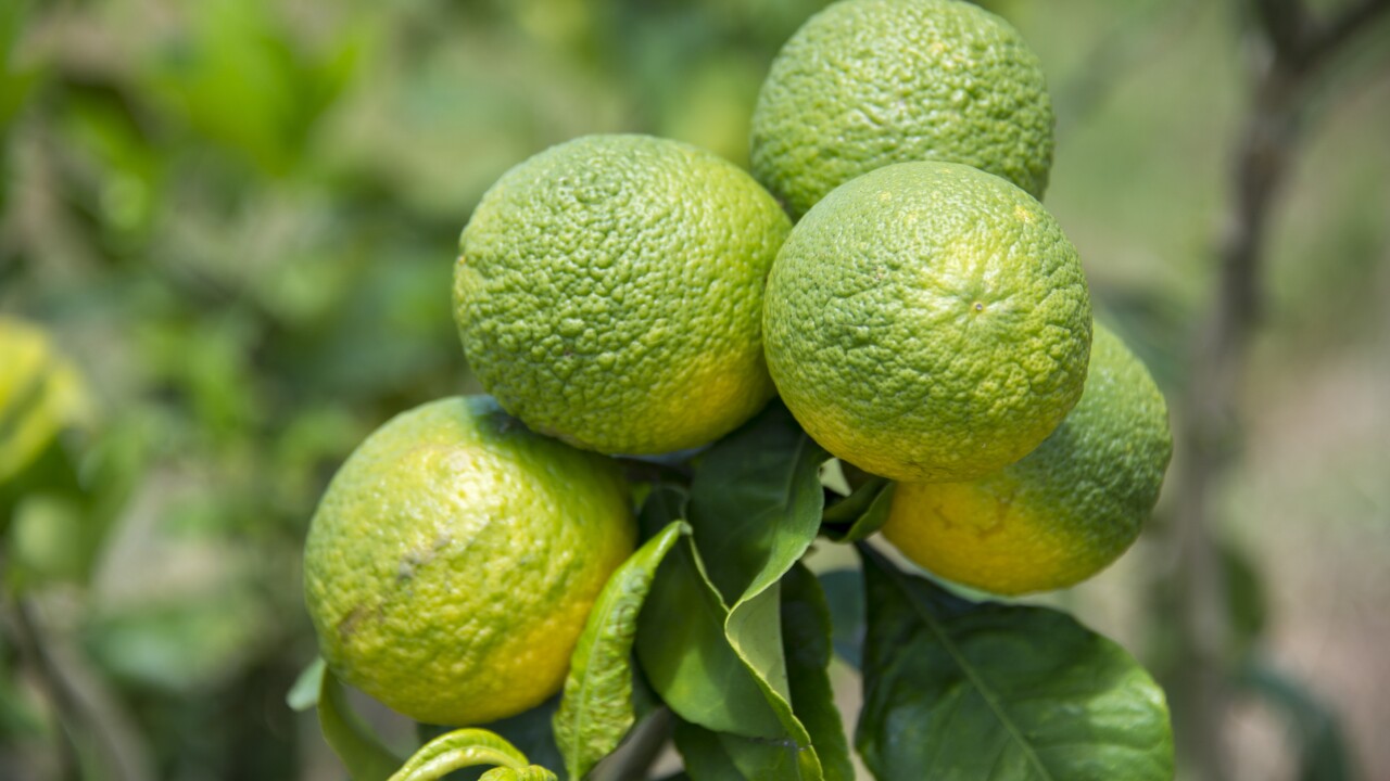 To beat back citrus greening, Florida State researchers need to grow ...