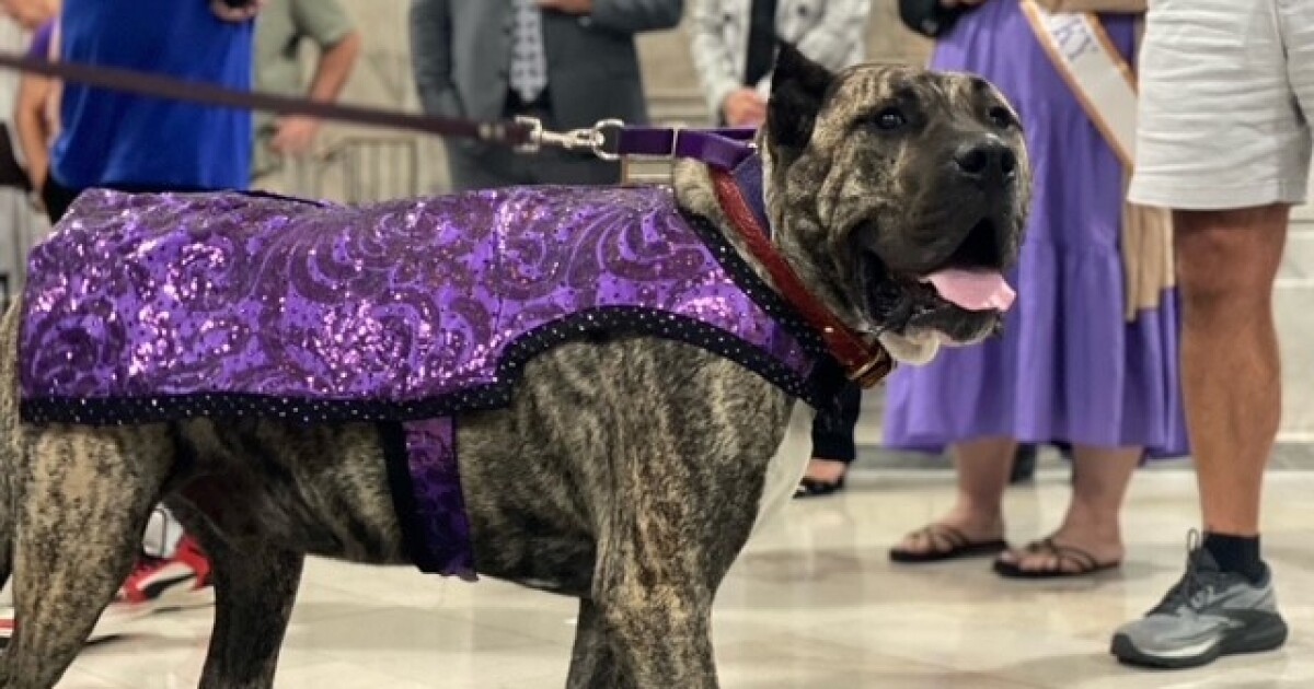 Lawmakers celebrate 'Ethan's Law' aimed to protect Kentucky's cats and dogs