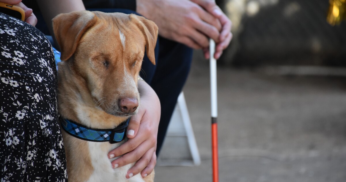 San Diego rescue dog without eyes adopted by blind dad