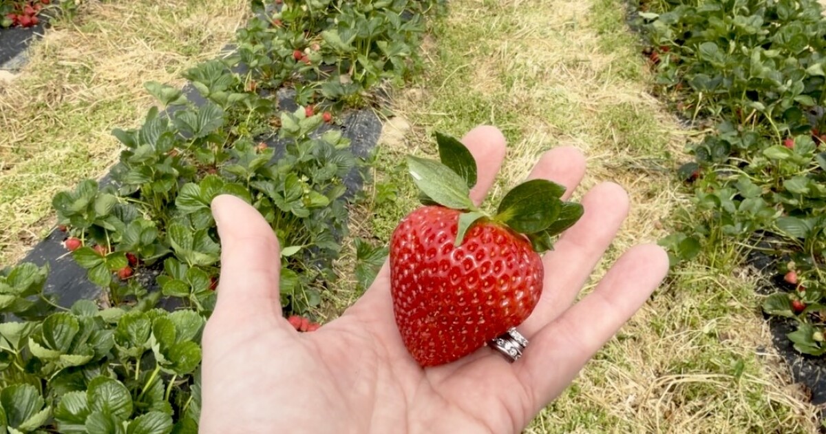 Kentucky strawberry picking season arrives early due to warm spring