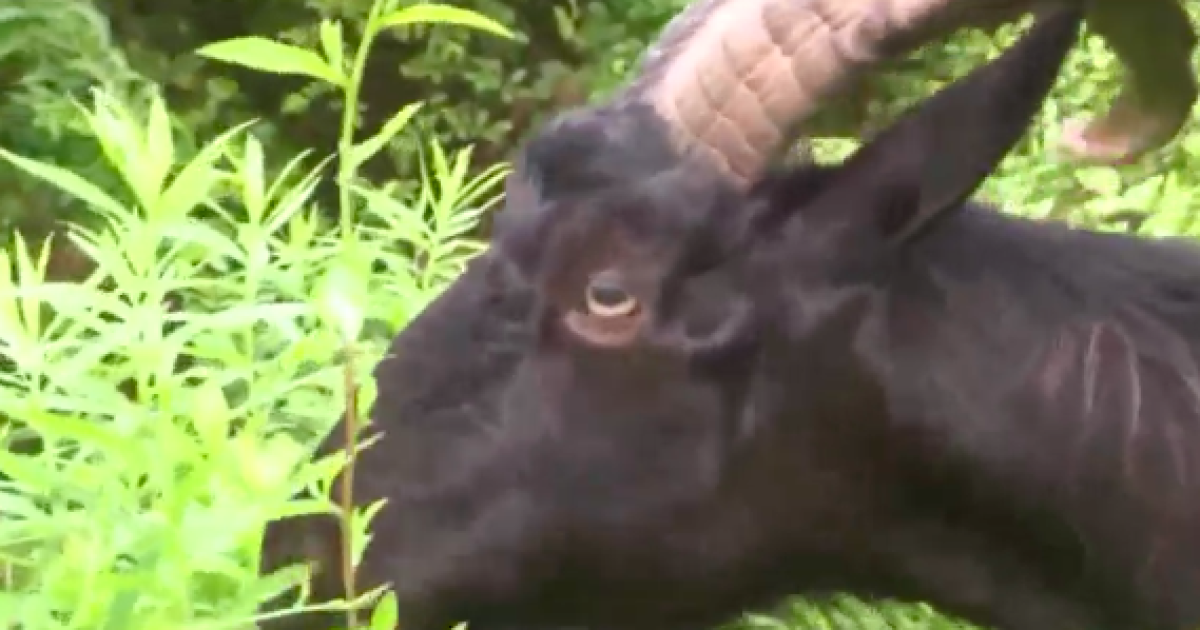 Goats get to work landscaping near New York City