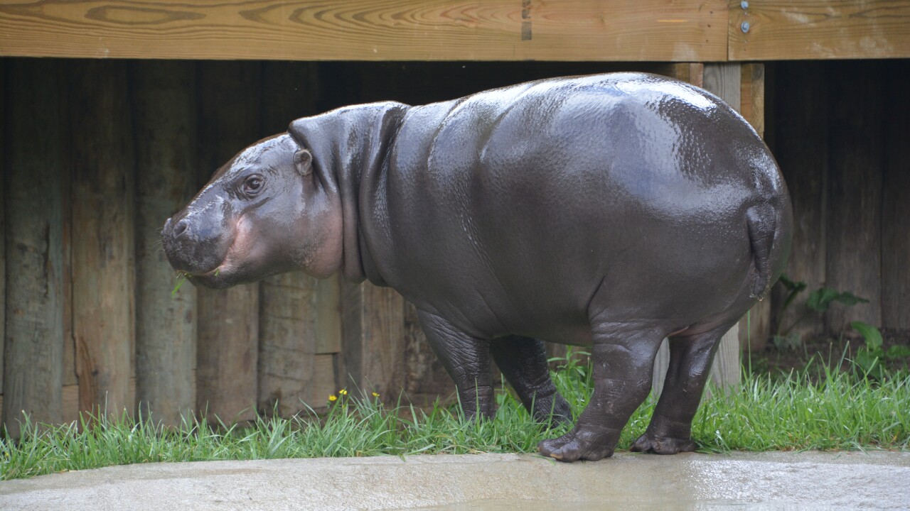 Metro Richmond Zoo reopens (with changes) June 15 Metro Richmond Zoo reopens (with changes) June 15