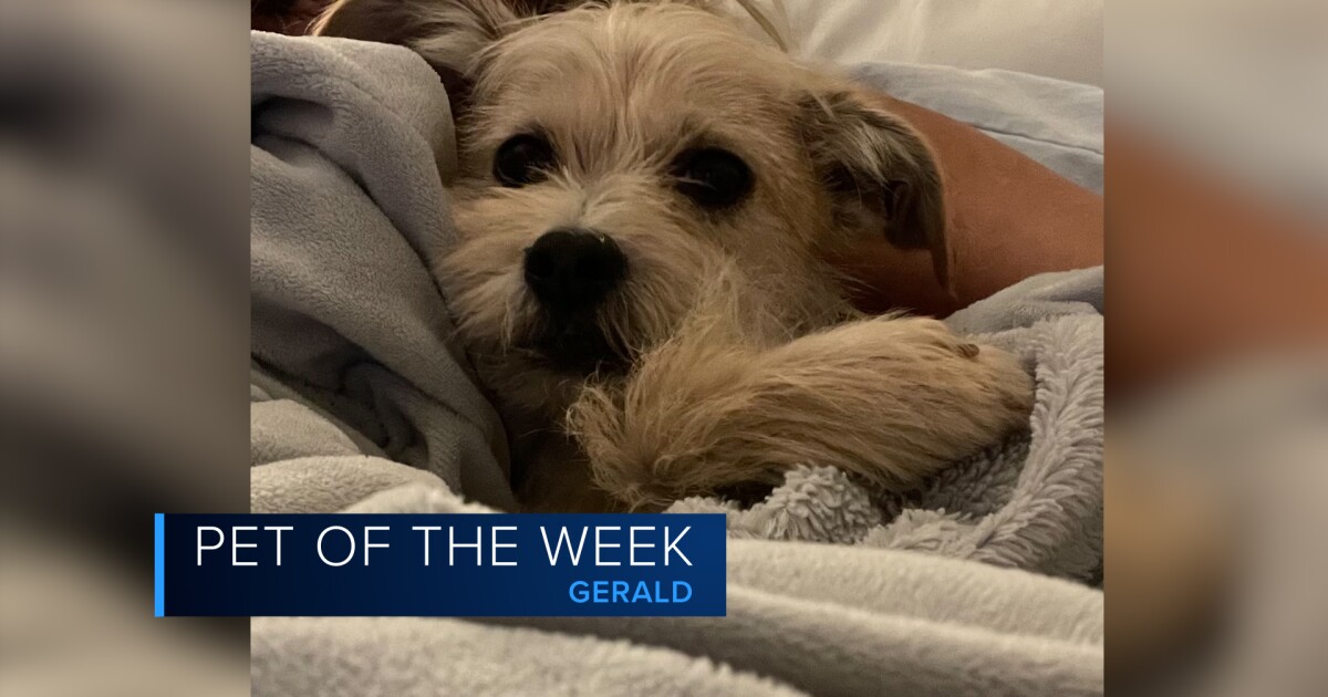 Gerald, our Pet of the Week, is eight pounds of scruffy fun