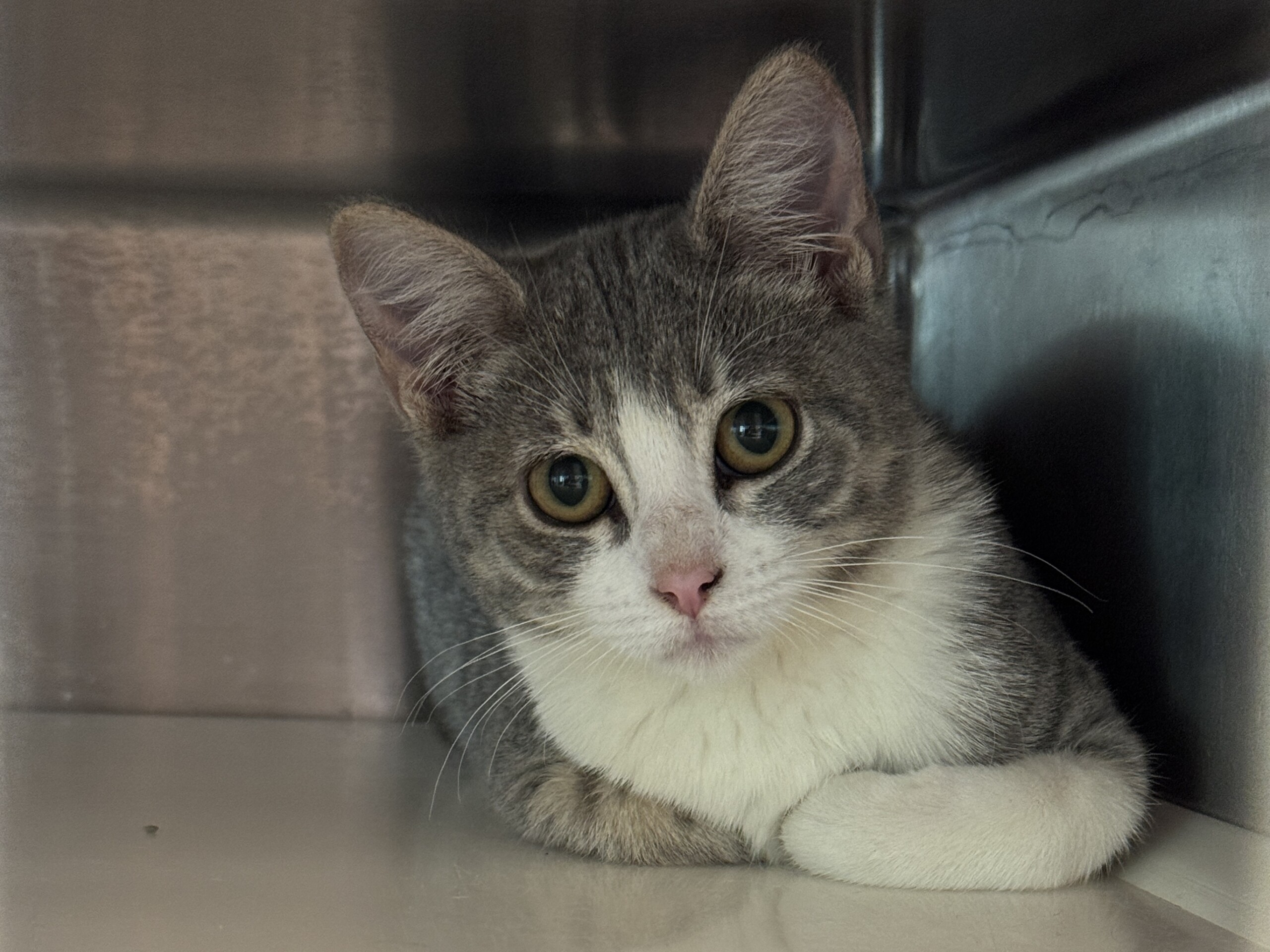 Brighton animal shelter overwhelmed by multiple animal hoarding intakes