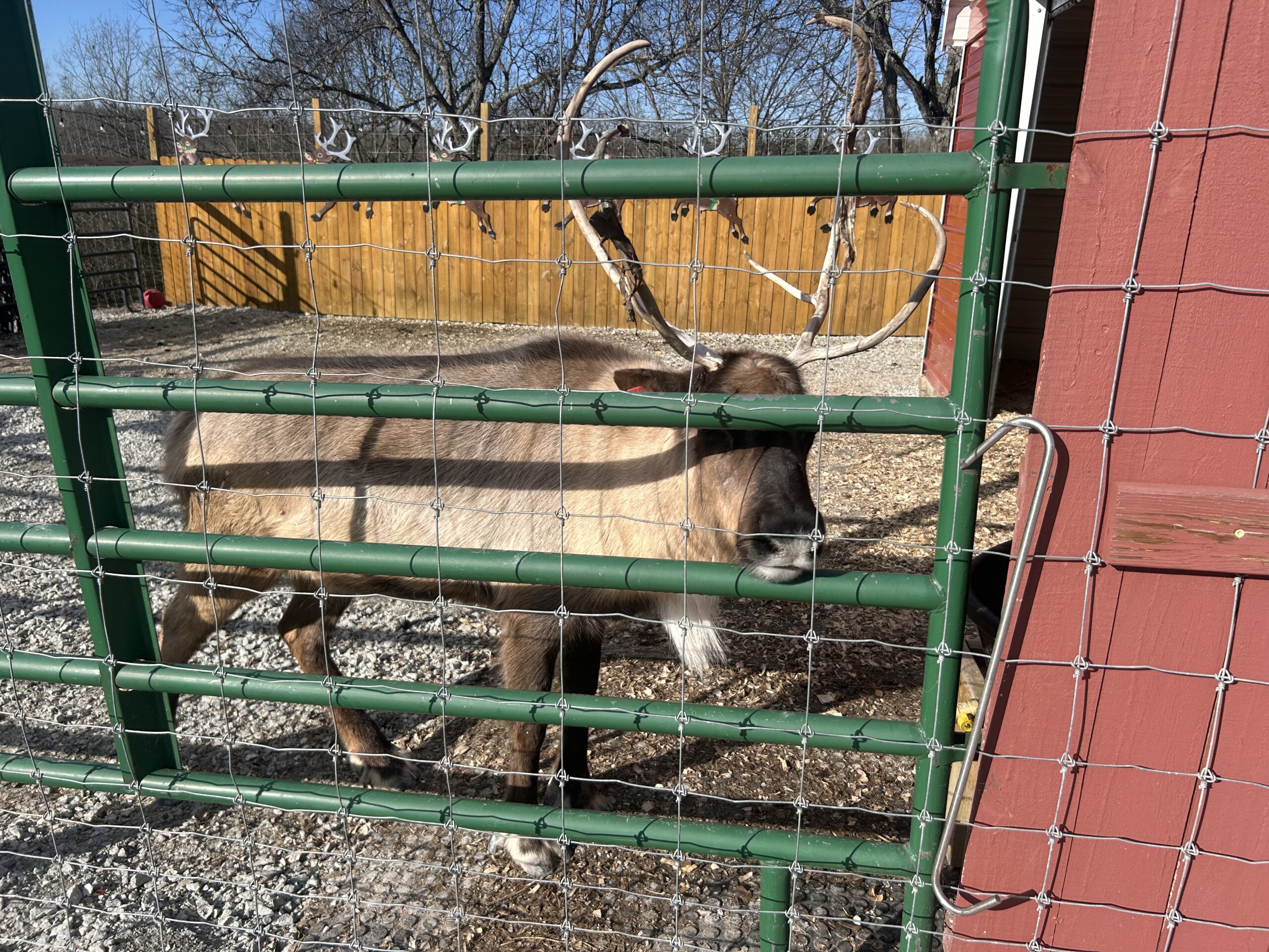 Real reindeer spark Christmas joy for families at Dearborn County farm