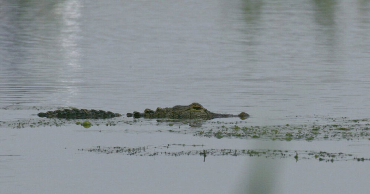 88-year-old South Carolina woman killed in alligator attack