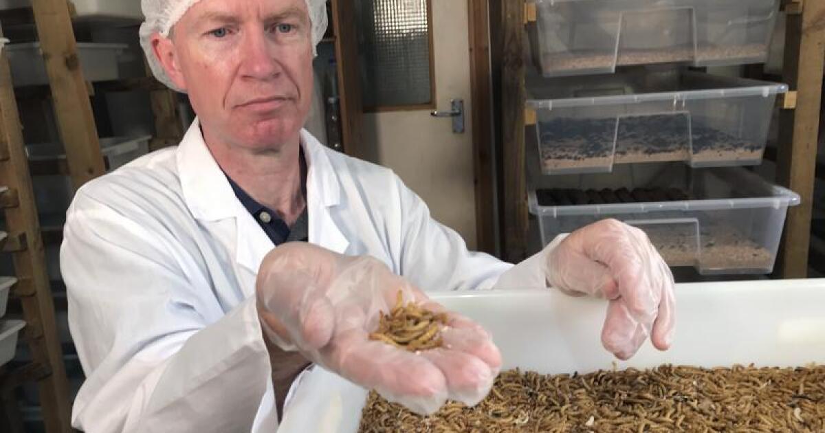 What pairs with beetle? Startups seek to make bugs tasty