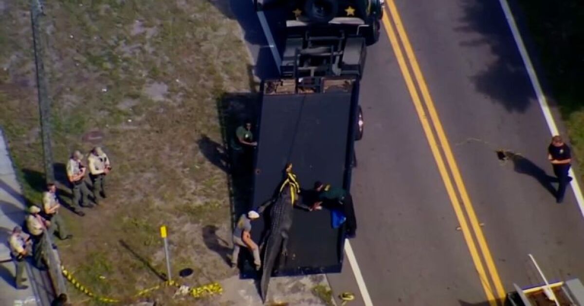Sabrina Peckham found dead after Florida alligator spotted with body in ...