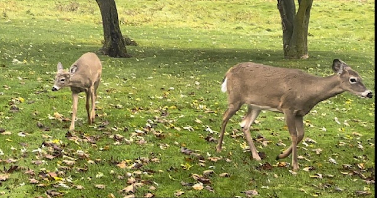 36 deer culled in Mentor; culling program continues
